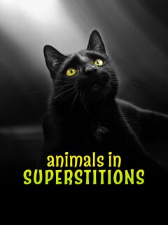 Animals in Superstition | Xfinity Stream