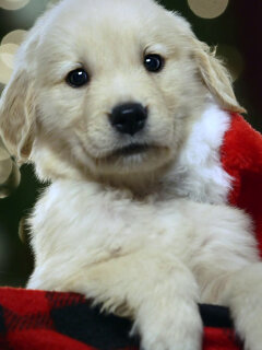 Yule Dogs | Xfinity Stream